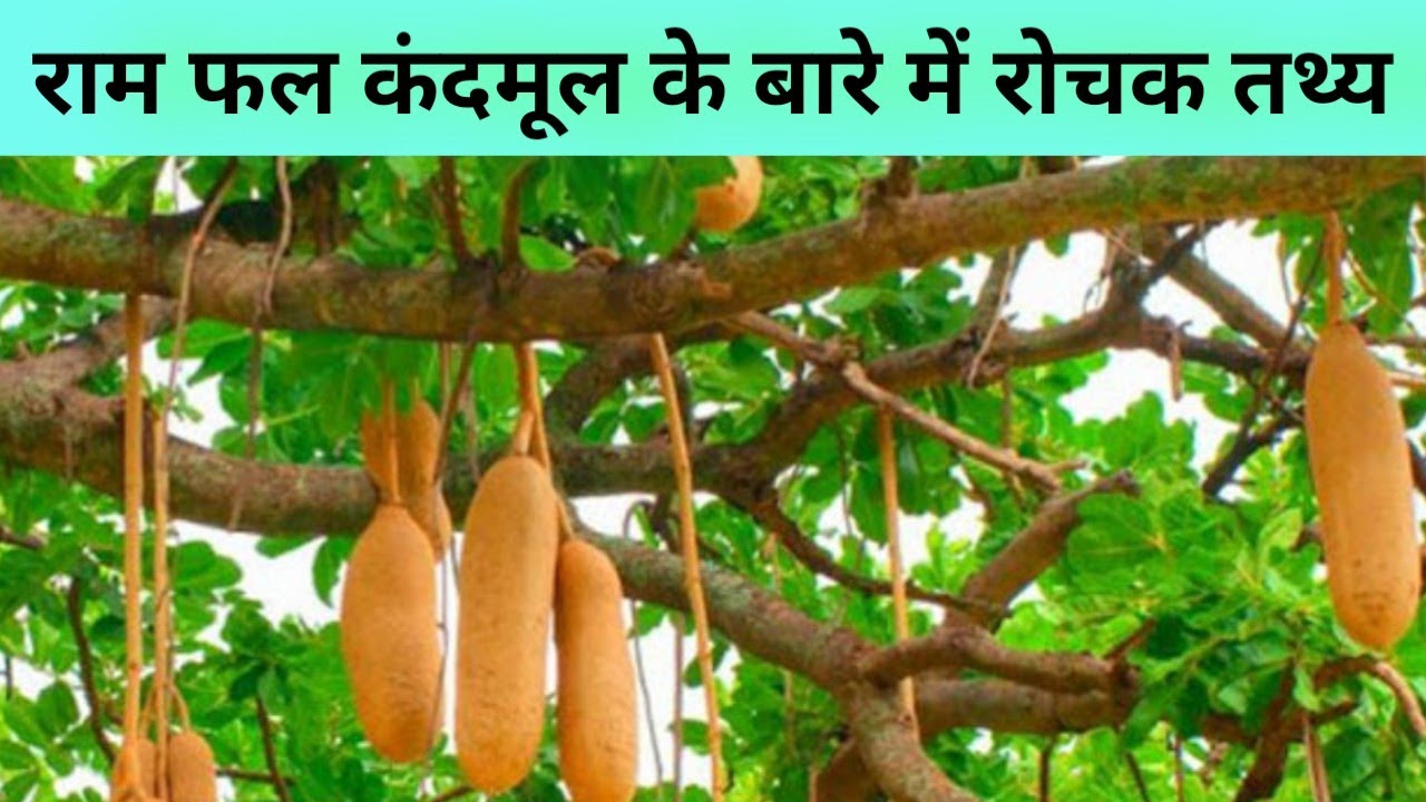 કંદમૂળ ફળ ખાવાના ફાયદા - Benefits Of Eating Tuber Fruit 2 - Newz Cafe